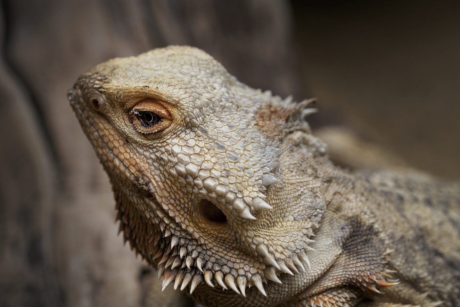 Most Popular Pets and Breeds in USA - Ranked in 2026